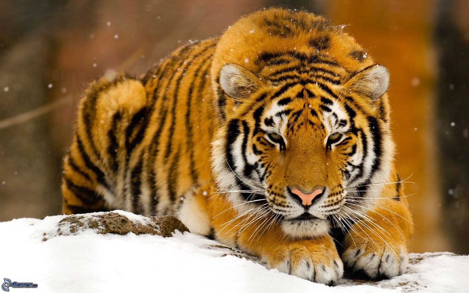 Pianeta Terra: Giornata mondiale della tigre